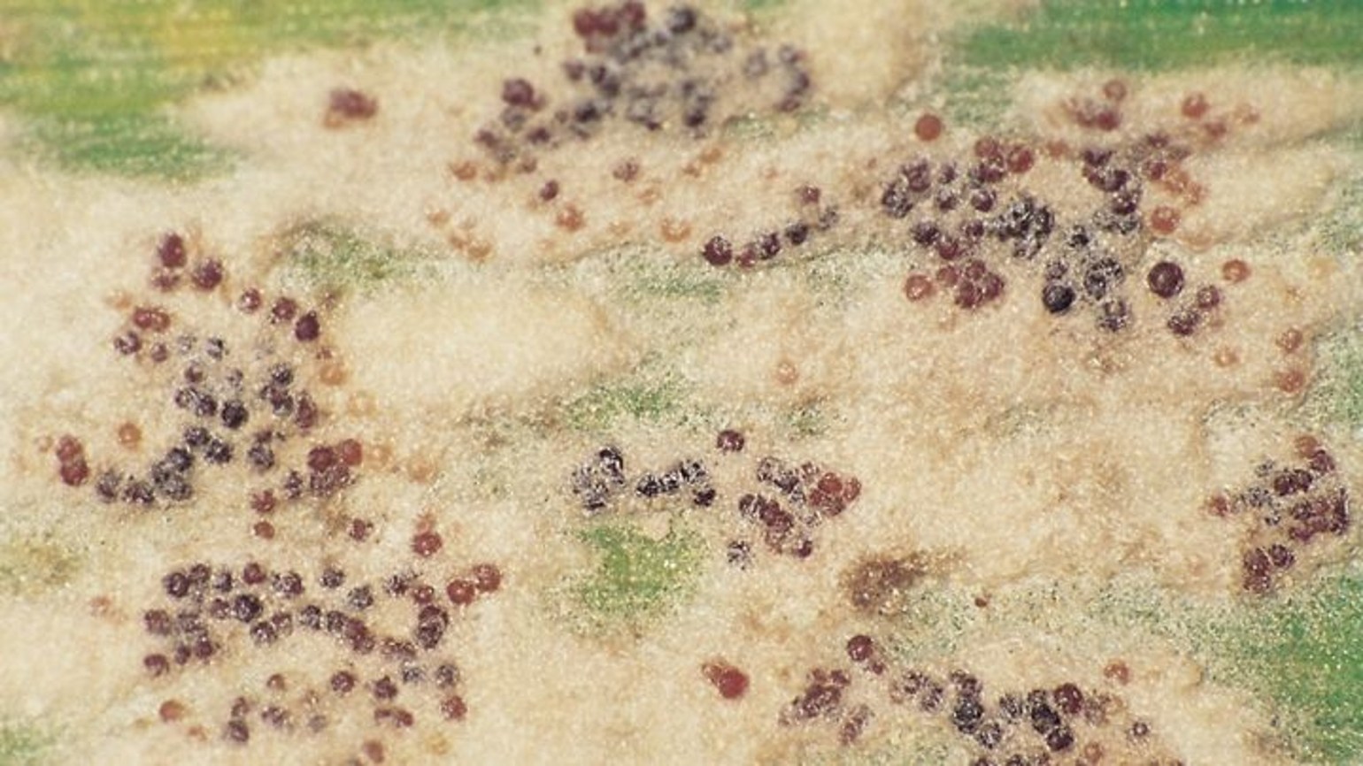 Powdery mildew (barley) - Agricultural Solutions