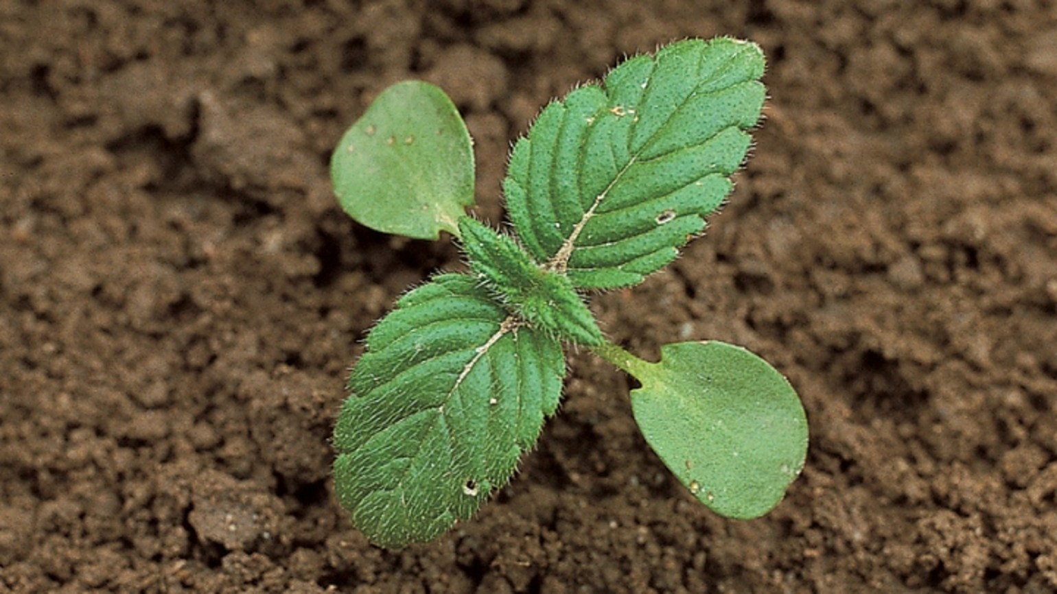 Red hemp nettle - Agricultural Solutions