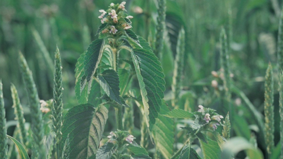 Red hemp nettle - Agricultural Solutions