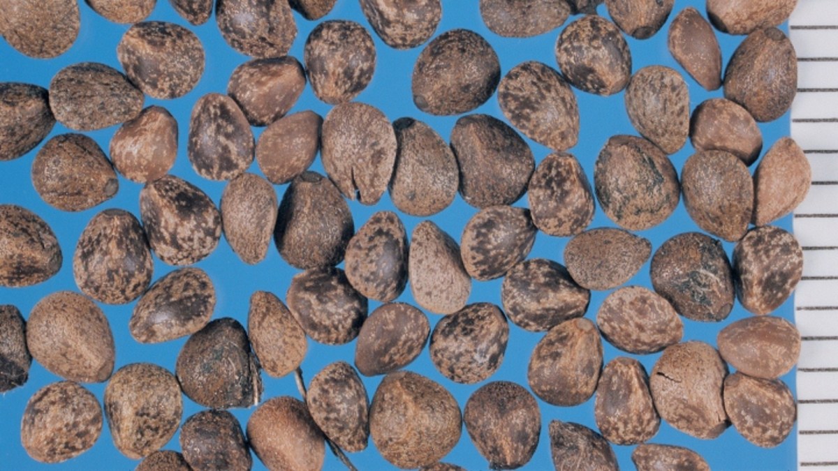 Red hemp nettle - Agricultural Solutions