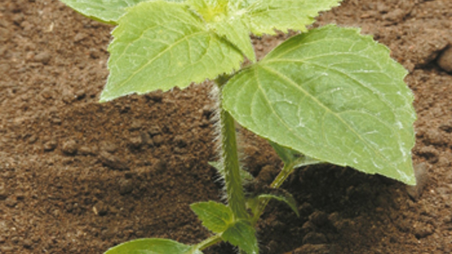 Gallant soldier species - Agricultural Solutions