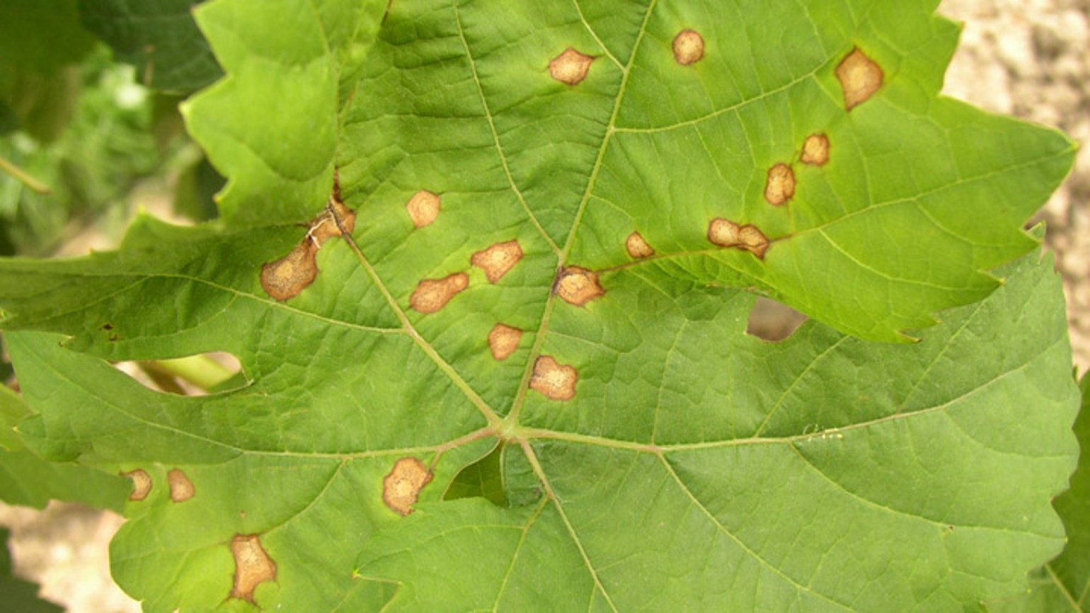 Black rot - Agricultural Solutions