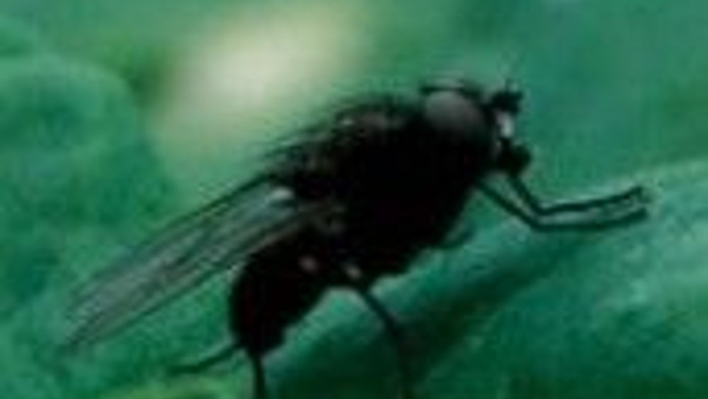 Cabbage fly - Agricultural Solutions