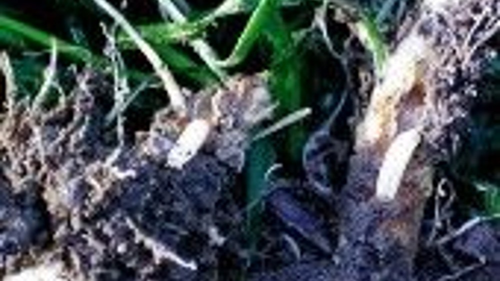 Cabbage fly - Agricultural Solutions