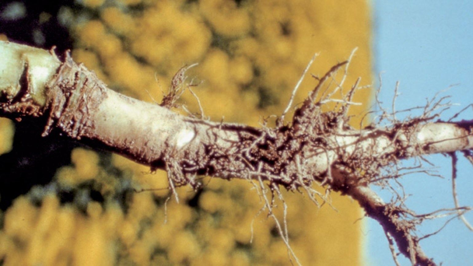 Sclerotina and blackleg - Agricultural Solutions