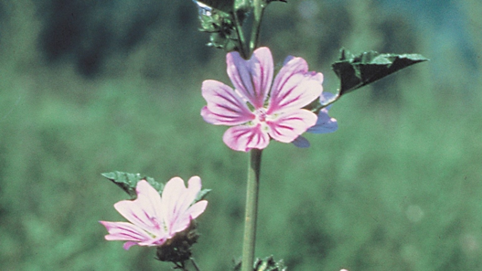 Wild mallow - Agricultural Solutions