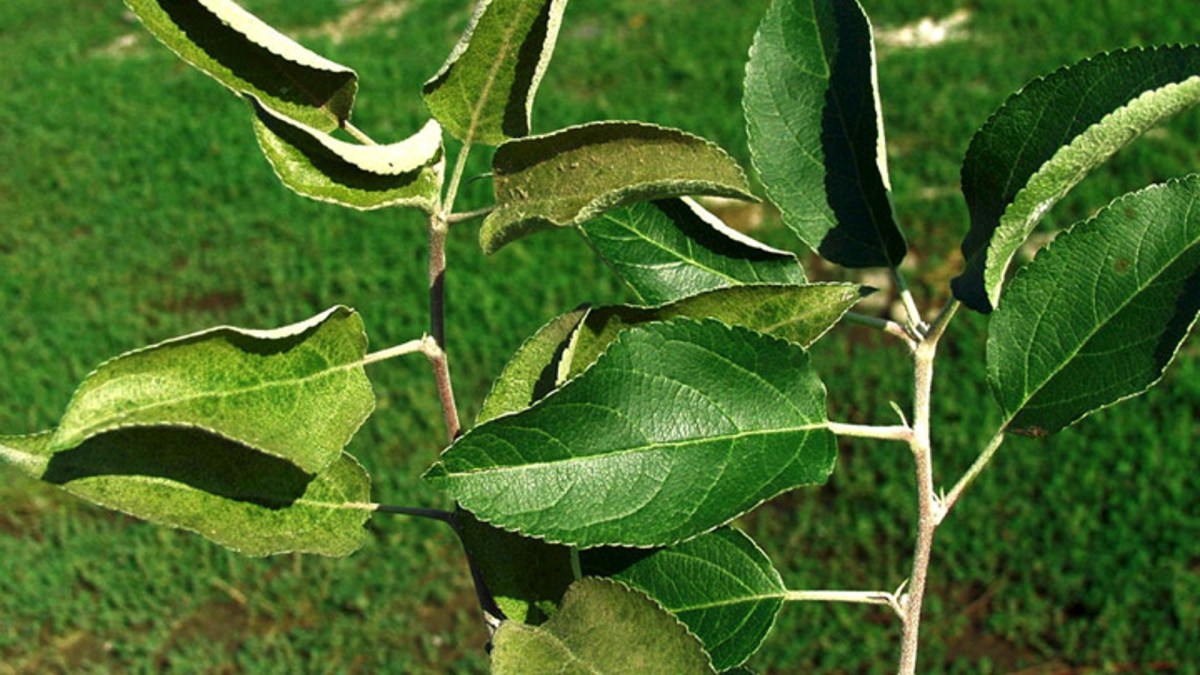 European red mite - Agricultural Solutions