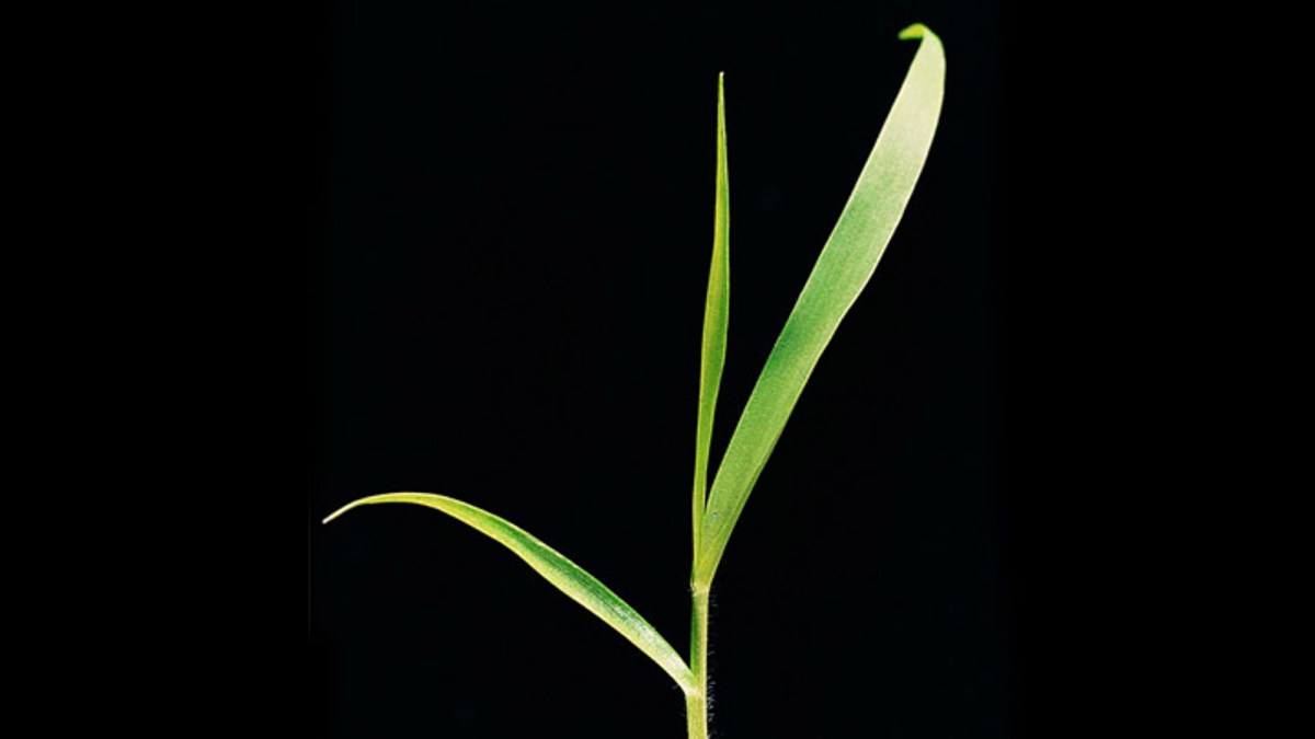 Fall panicum - Agricultural Solutions