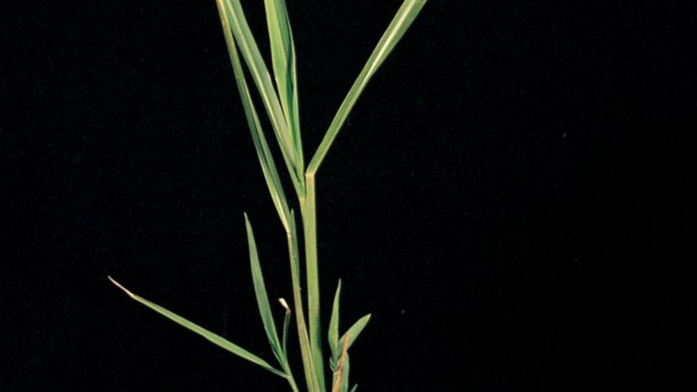 Fall panicum - Agricultural Solutions