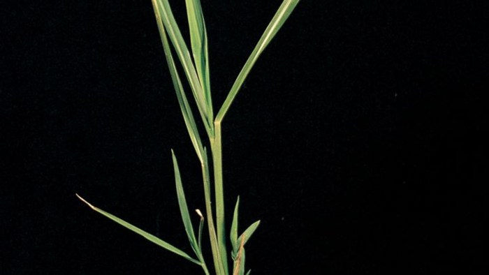 Fall panicum - Agricultural Solutions