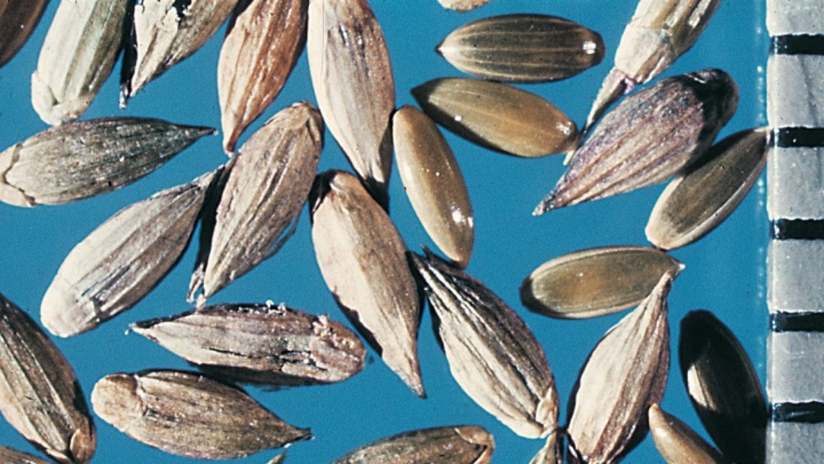 Fall panicum - Agricultural Solutions