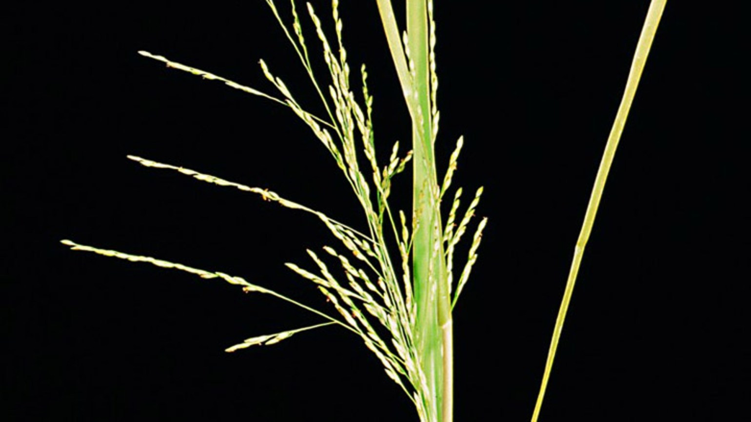 Fall panicum - Agricultural Solutions