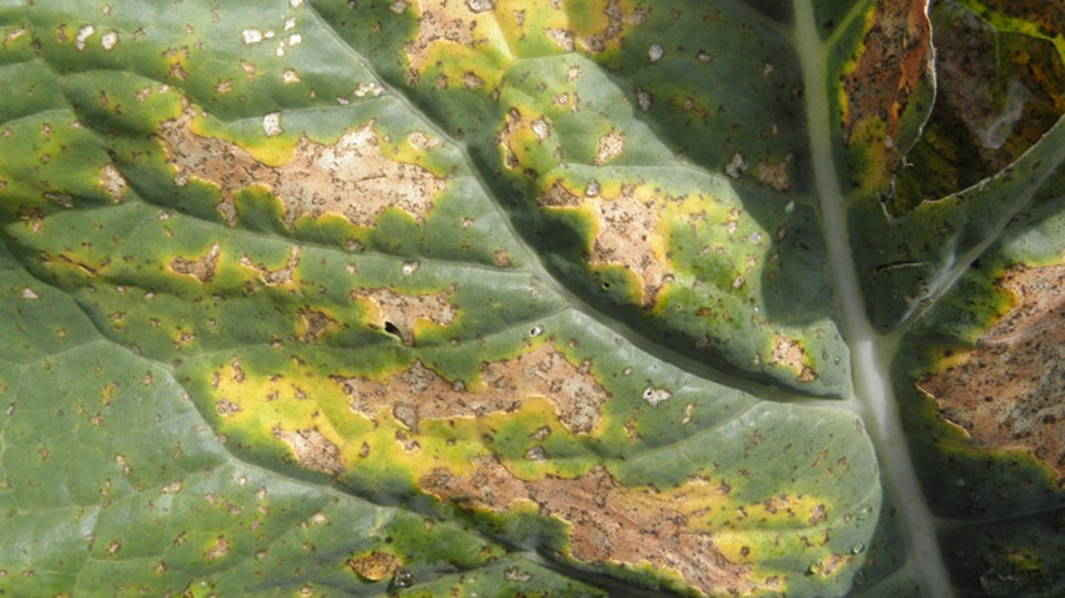 Downy mildew (cabbage plants) - Agricultural Solutions