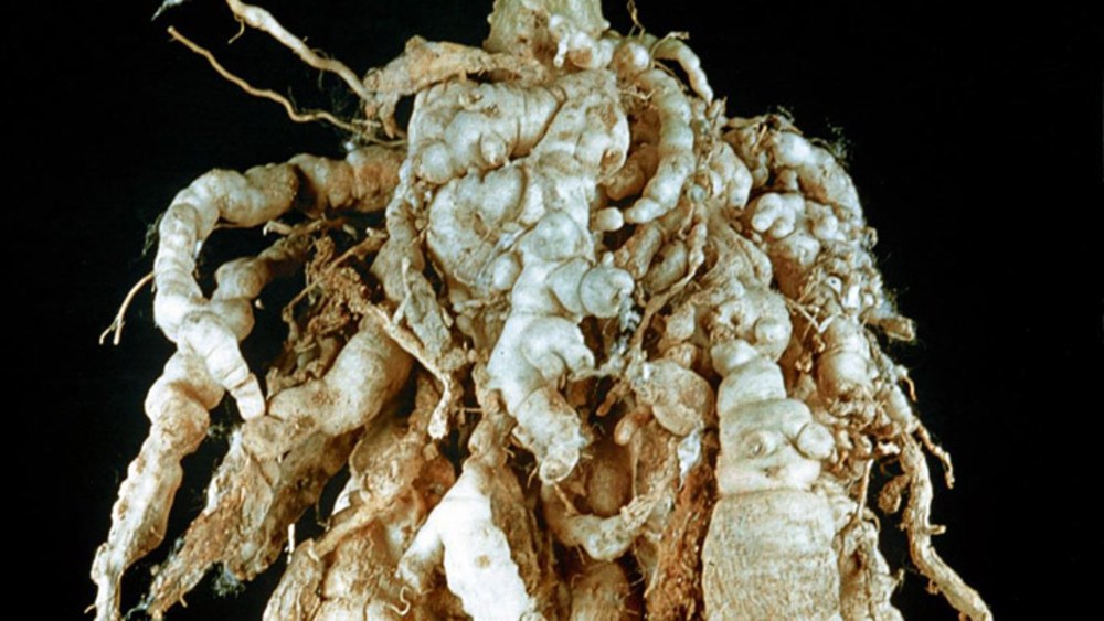 Cabbage clubroot - Agricultural Solutions