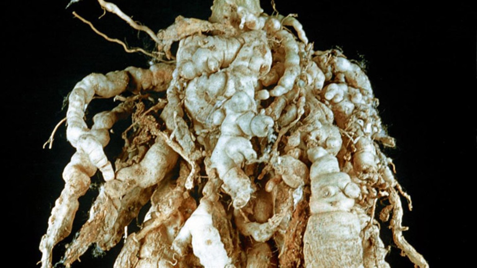 Cabbage clubroot - Agricultural Solutions