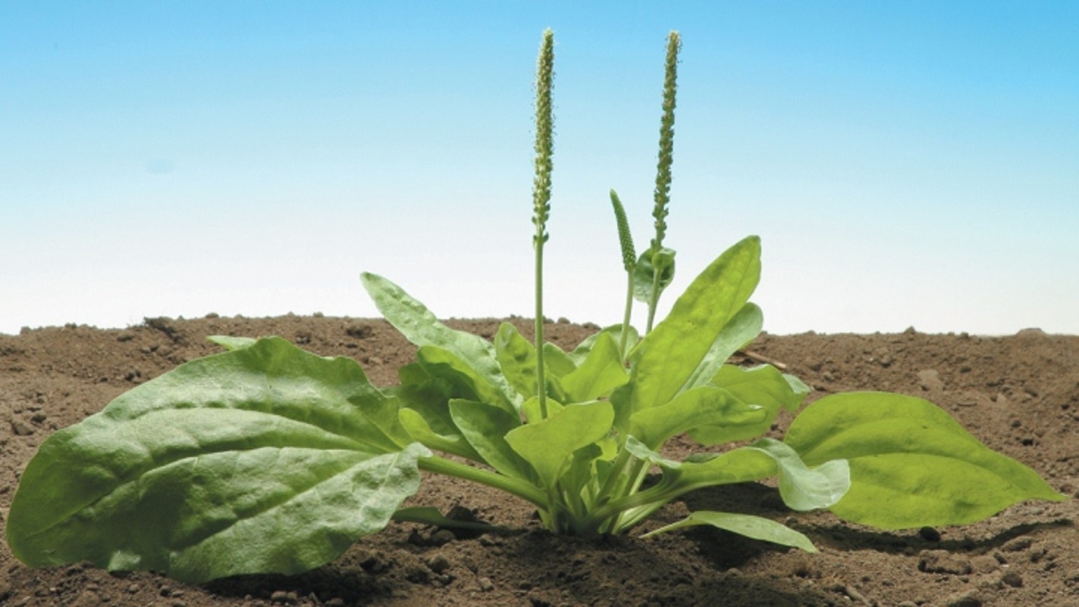 Common plantain - Agricultural Solutions
