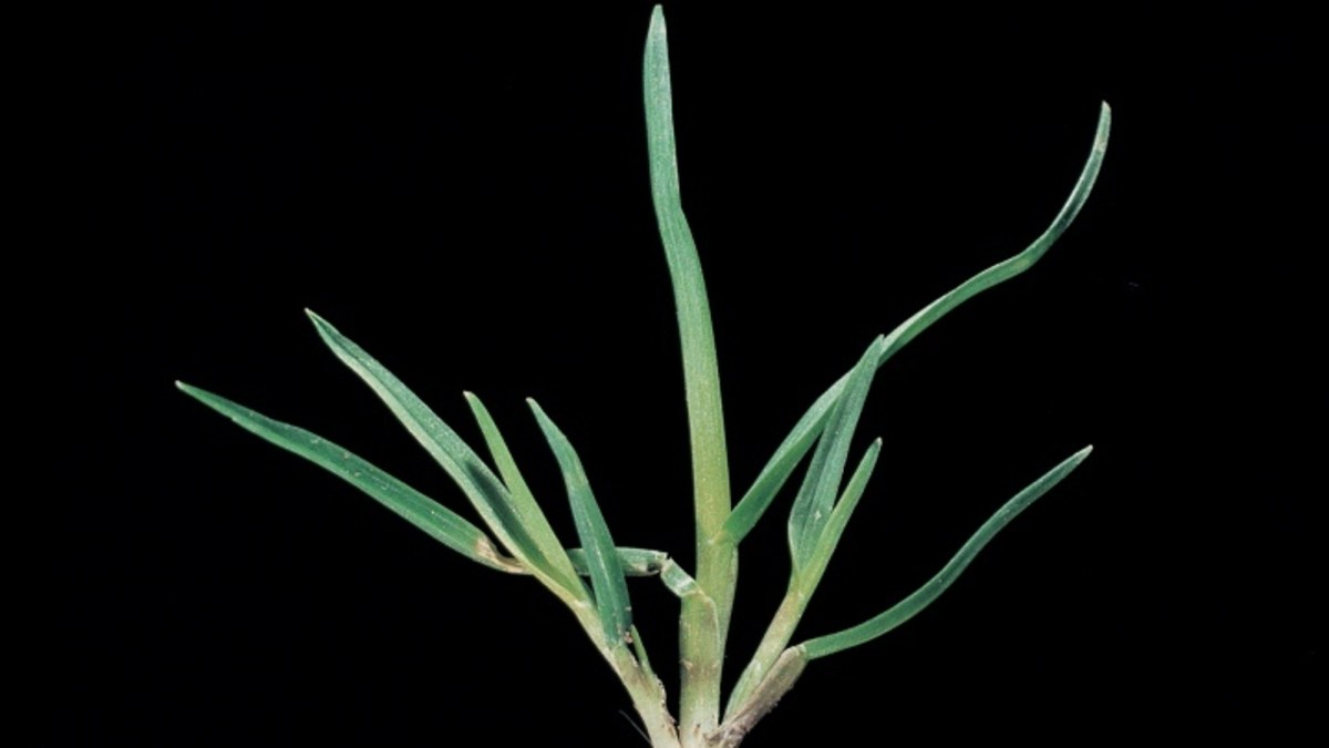 Rough bluegrass - Agricultural Solutions