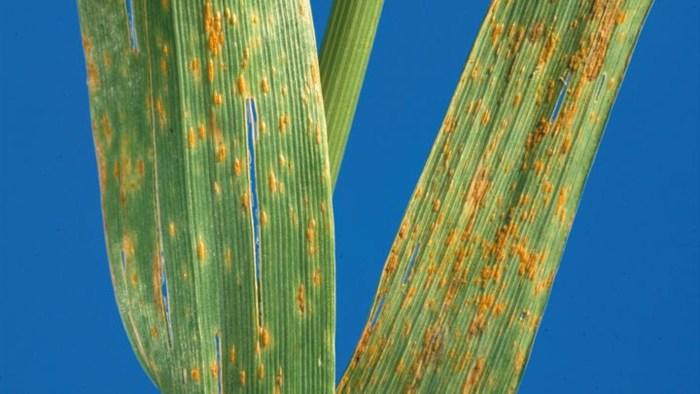 Barley brown rust - Agricultural Solutions