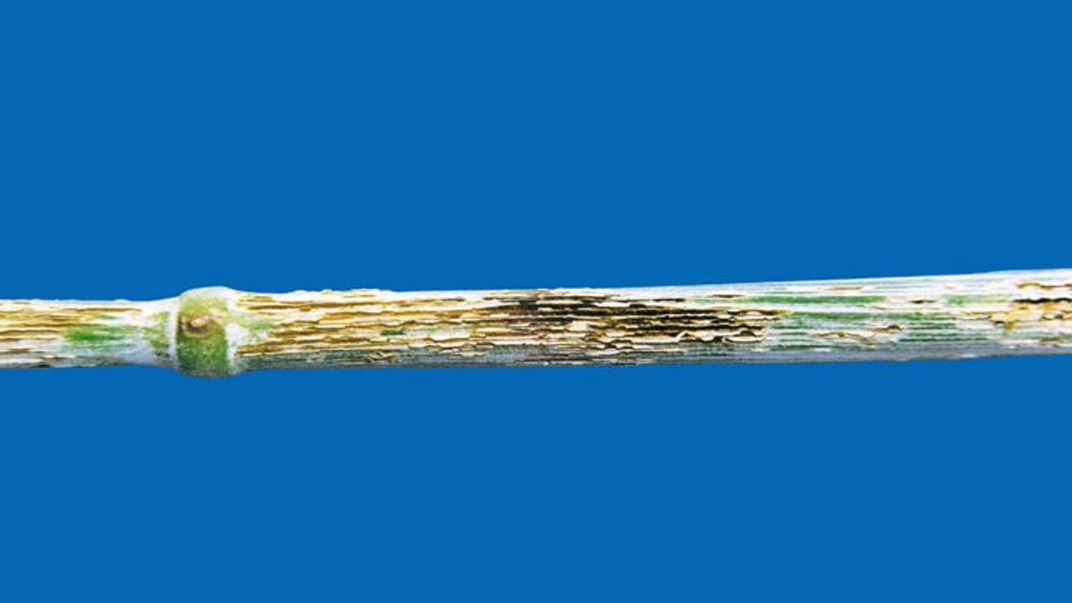 Stem rust - Agricultural Solutions