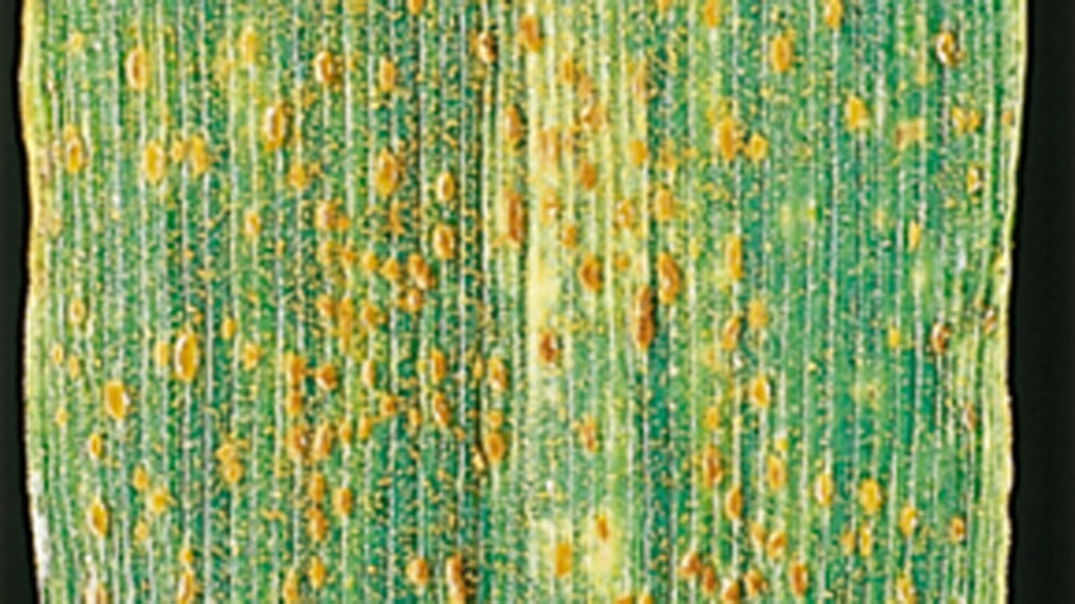 Brown rust - Agricultural Solutions