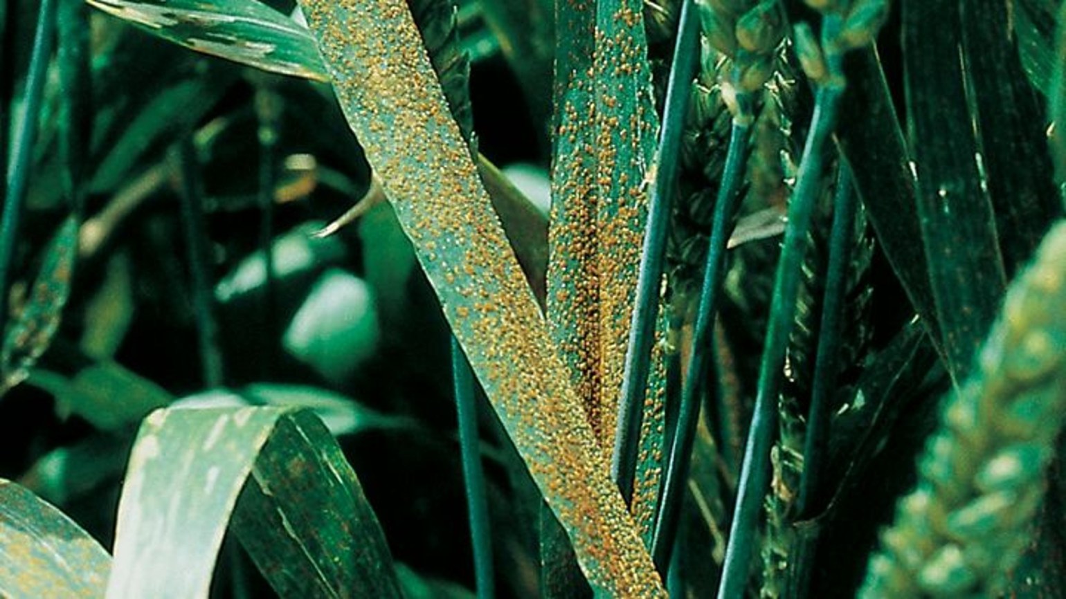 Brown rust - Agricultural Solutions