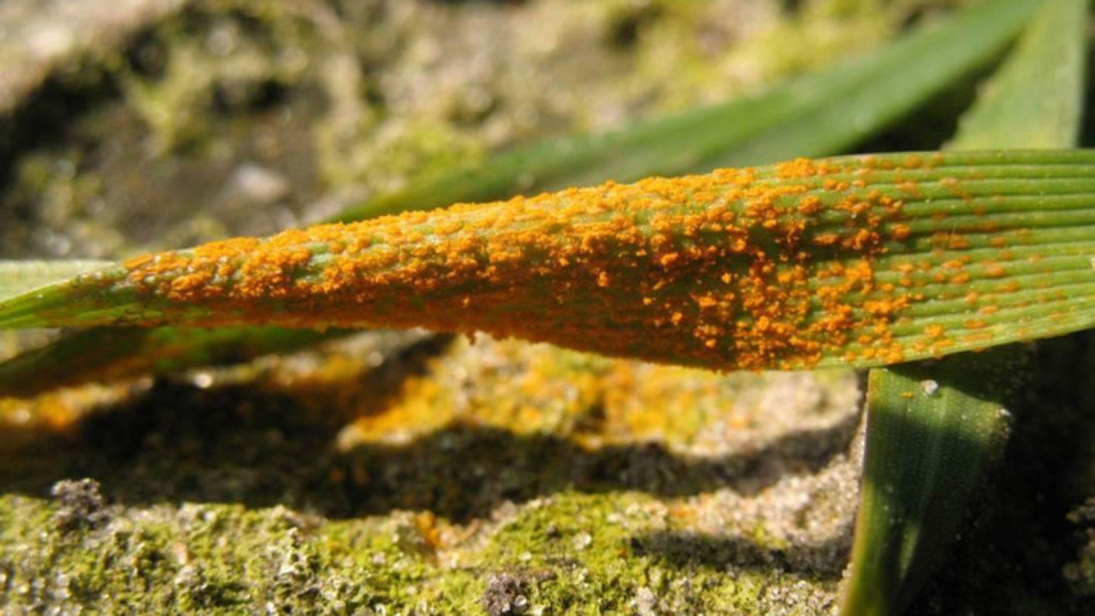 Yellow rust - Agricultural Solutions