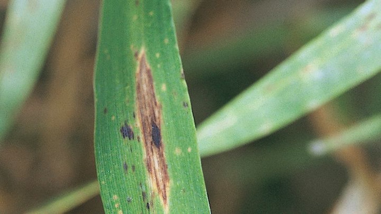 Net blotch - Agricultural Solutions