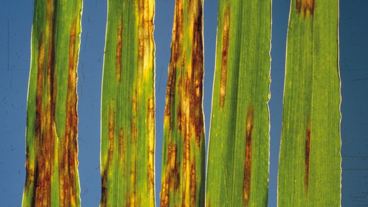 Net blotch - Agricultural Solutions