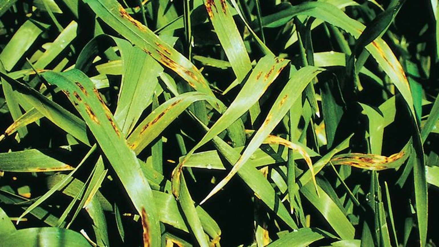 Net blotch - Agricultural Solutions