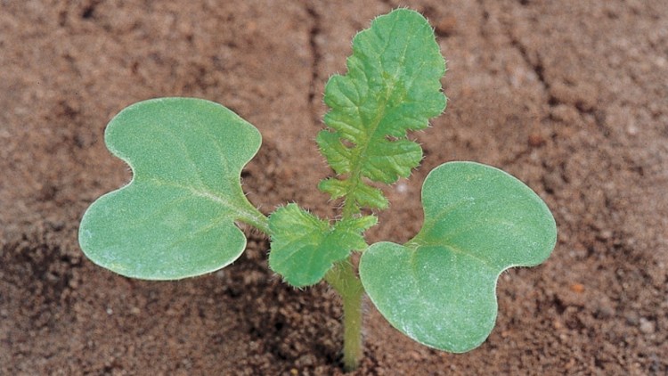 Wild radish - Agricultural Solutions
