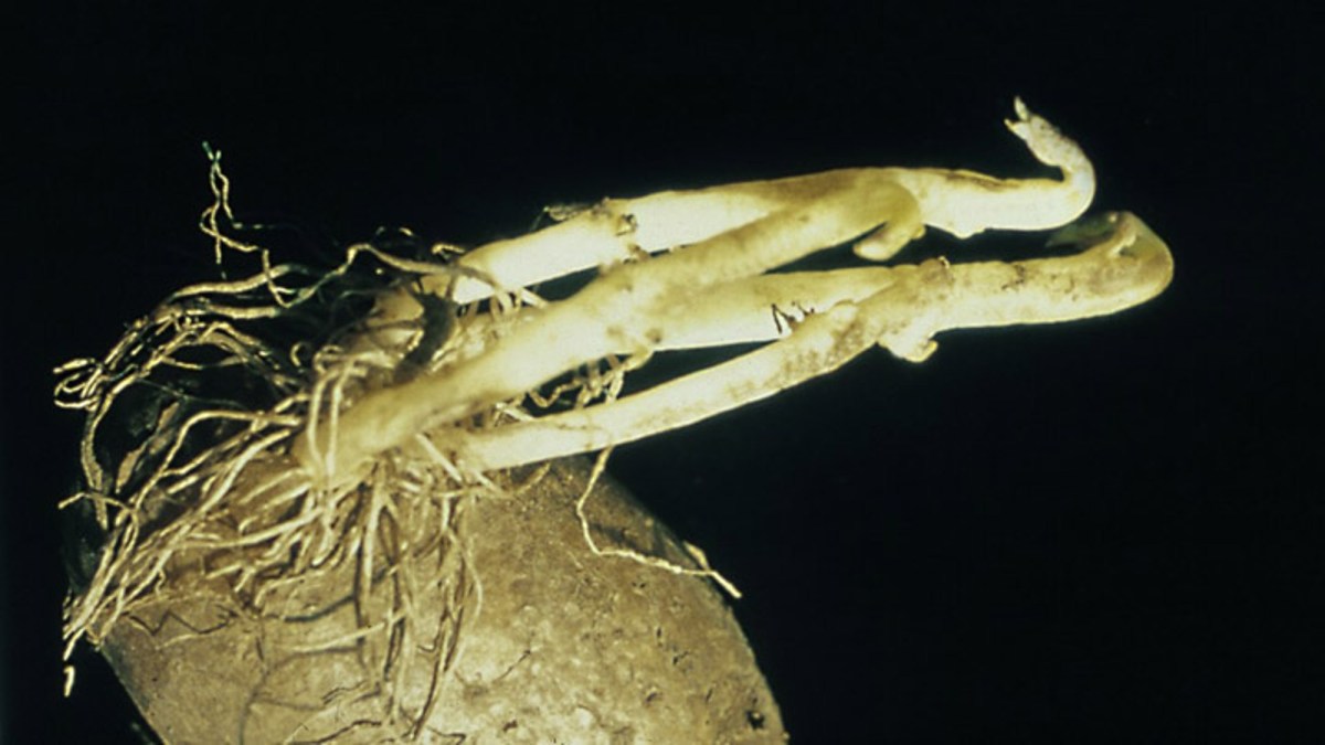 Blackleg disease - Agricultural Solutions