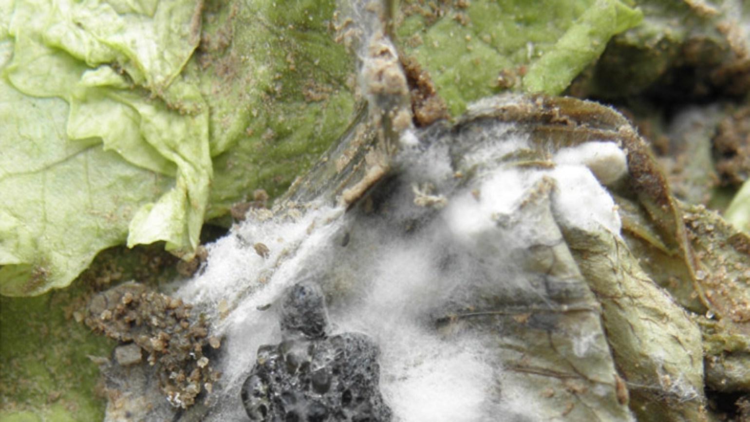 Sclerotinia rot - Agricultural Solutions