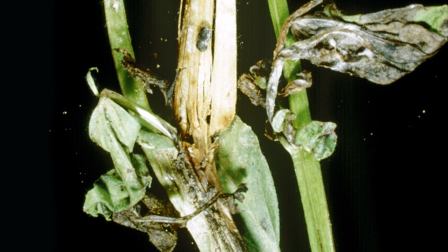 Sclerotinia species - Agricultural Solutions