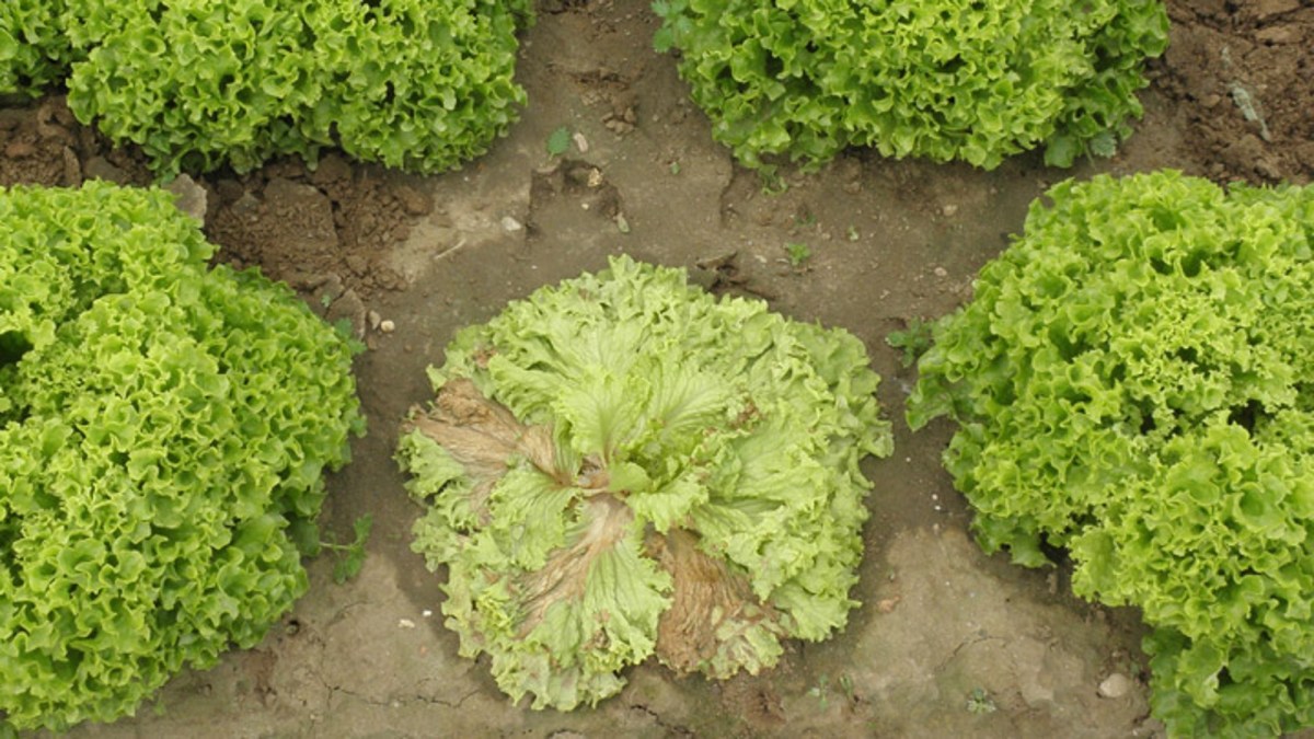 Sclerotinia species - Agricultural Solutions