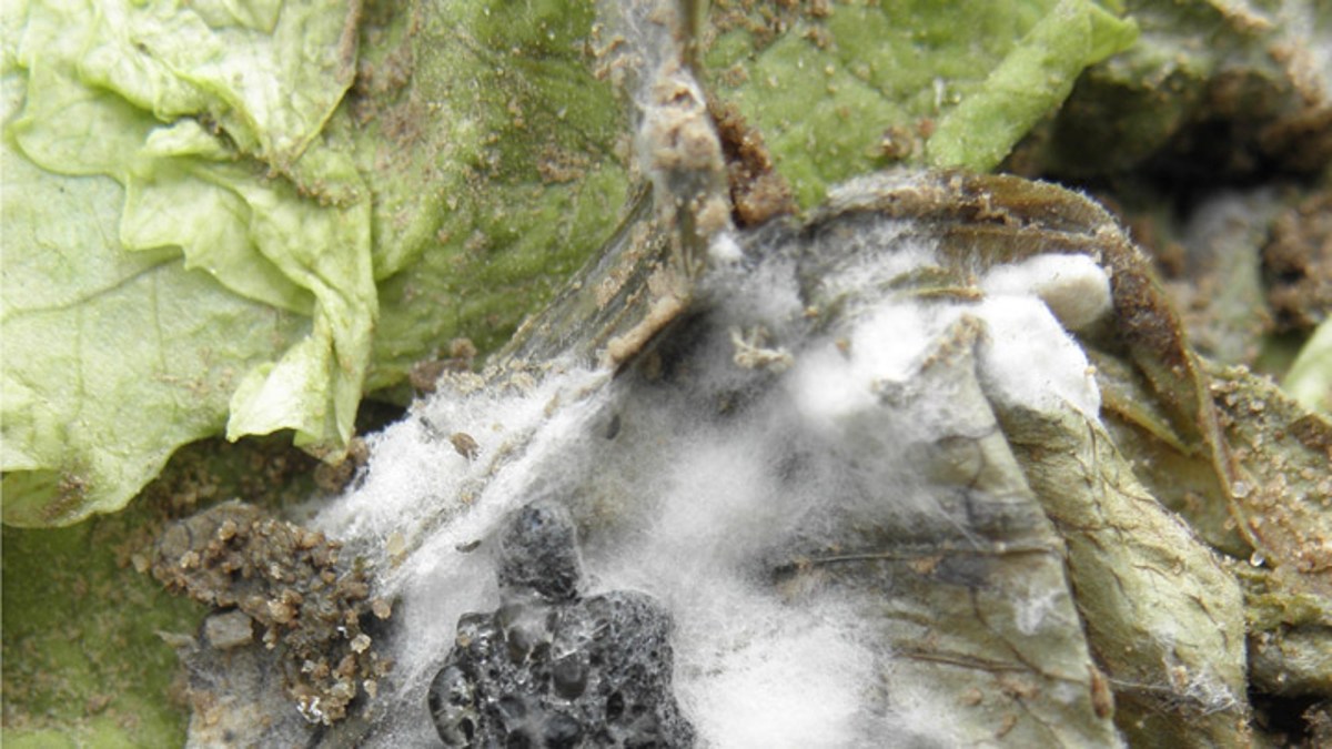 Sclerotinia species - Agricultural Solutions