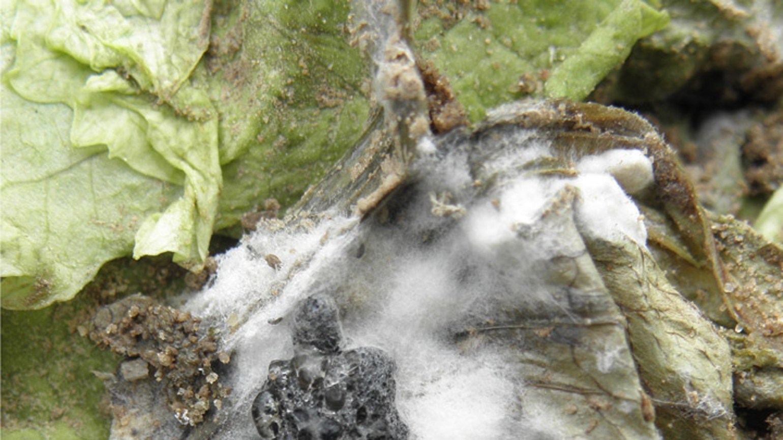 Sclerotinia species - Agricultural Solutions