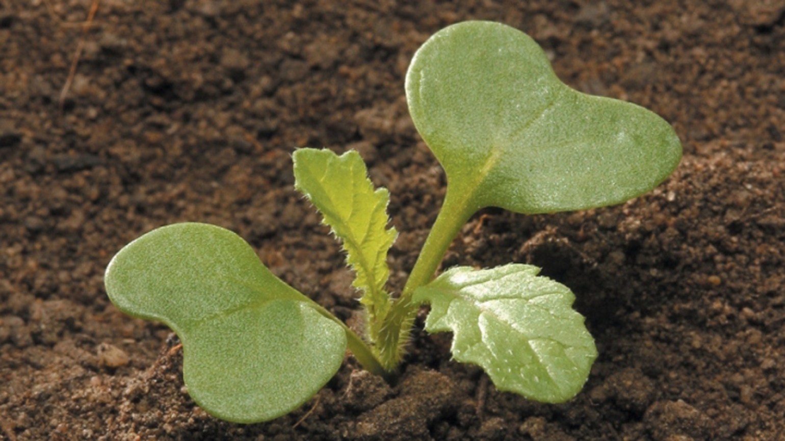 Charlock - Agricultural Solutions