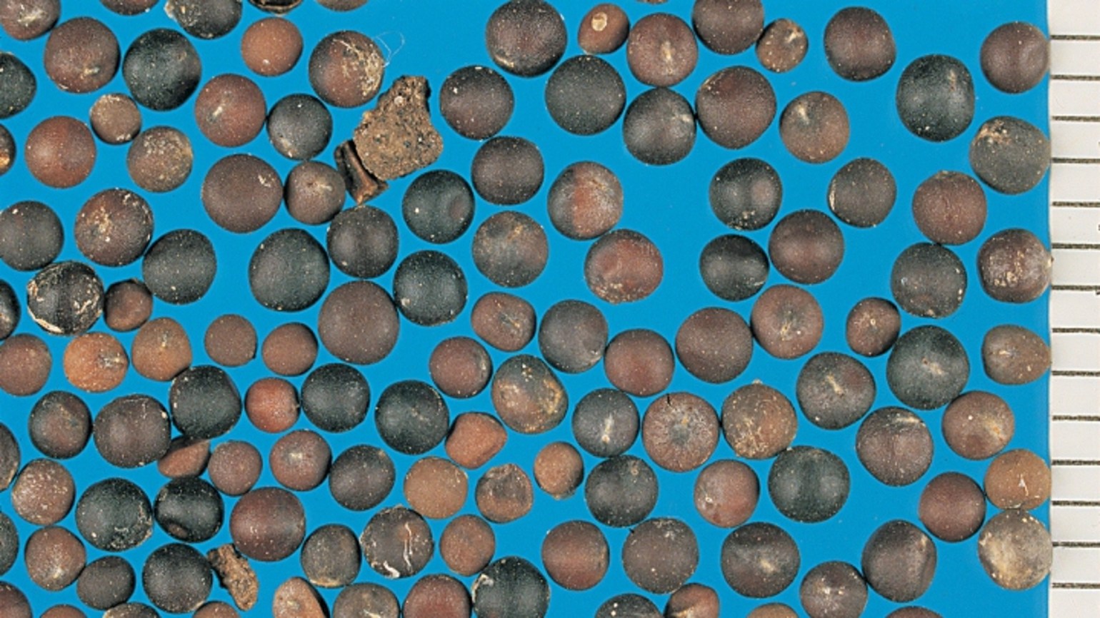 Charlock - Agricultural Solutions
