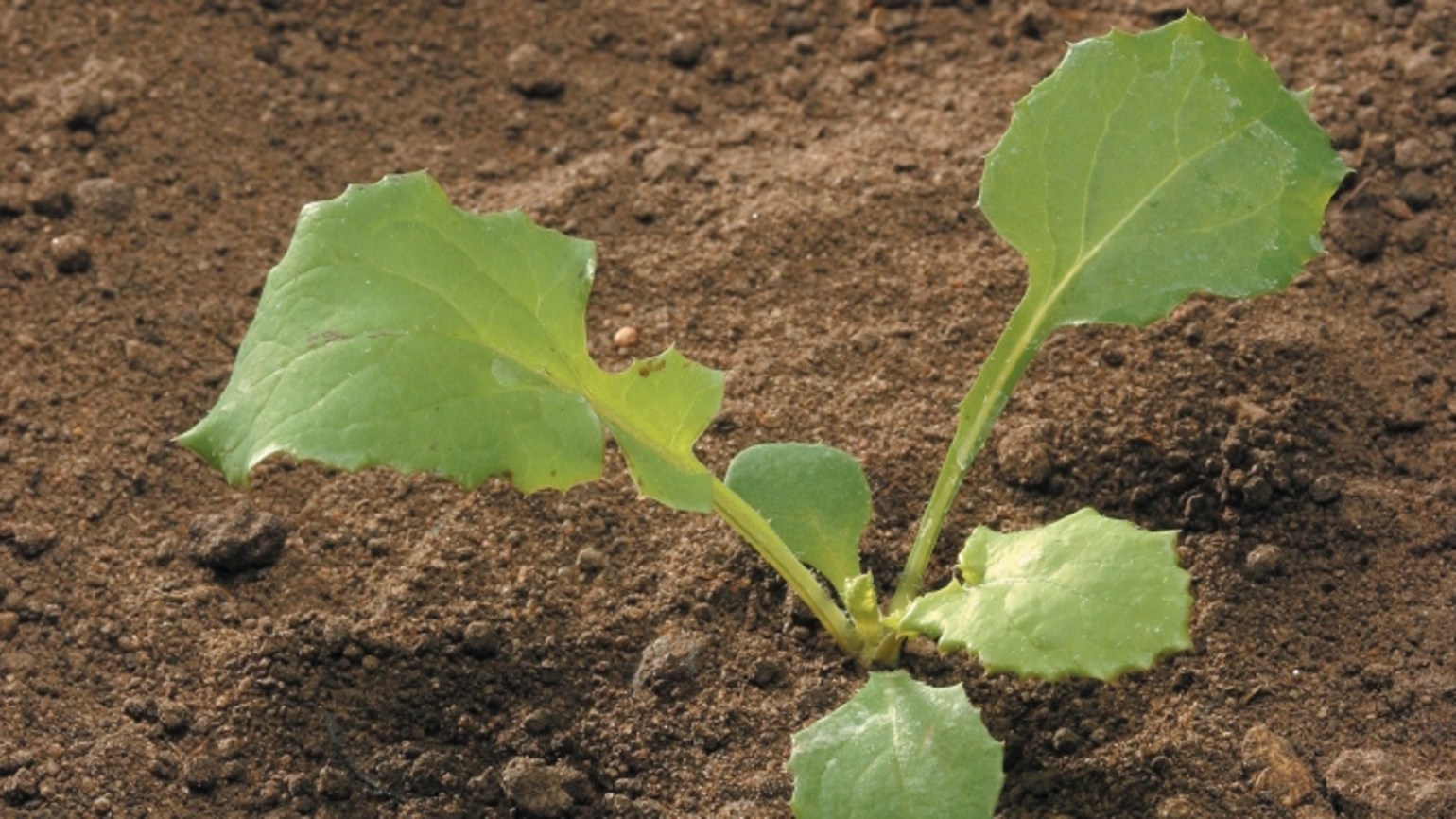 Field sowthistle - Agricultural Solutions