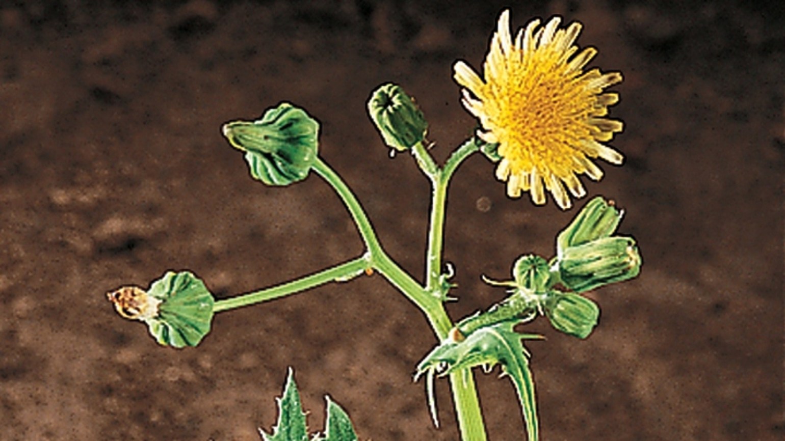 Field sowthistle - Agricultural Solutions