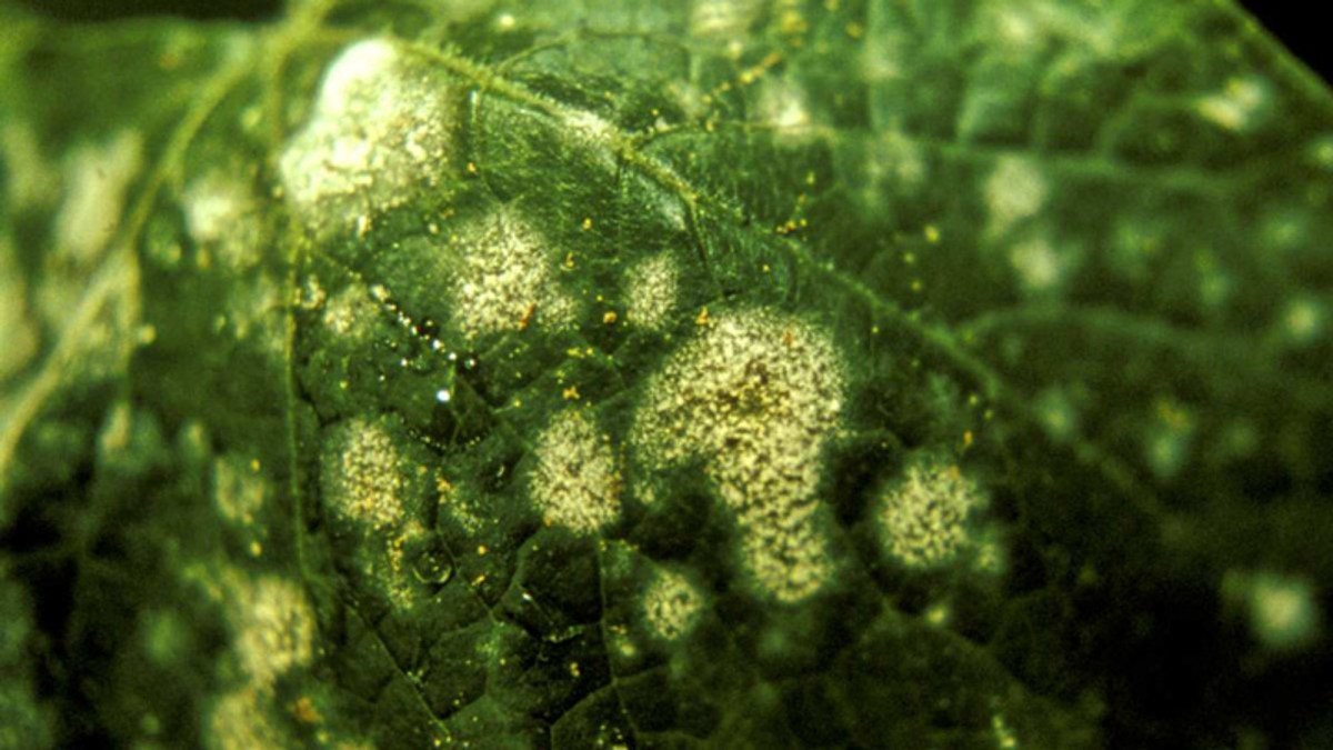 Powdery mildew (Sphaerotheca fuliginea) - Agricultural Solutions