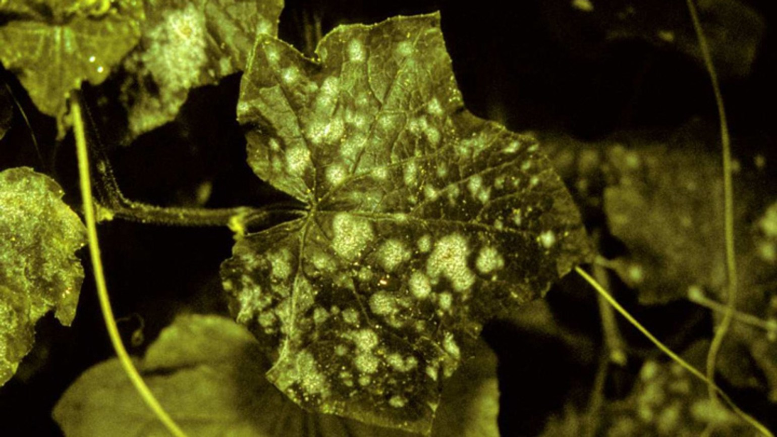 Powdery mildew (Sphaerotheca fuliginea) - Agricultural Solutions