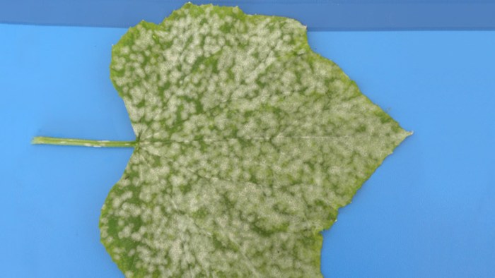 Powdery mildew (Sphaerotheca fuliginea) - Agricultural Solutions