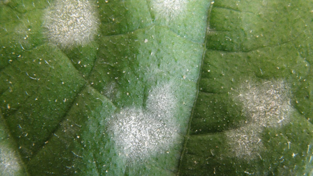 Powdery mildew (Sphaerotheca fuliginea) - Agricultural Solutions