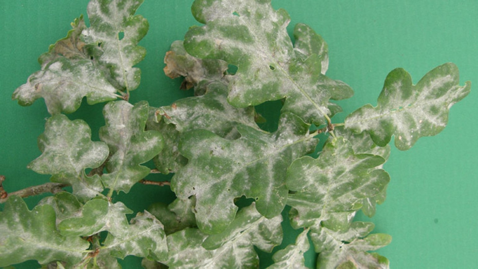 True mildew fungi (Sphaerotheca) - Agricultural Solutions