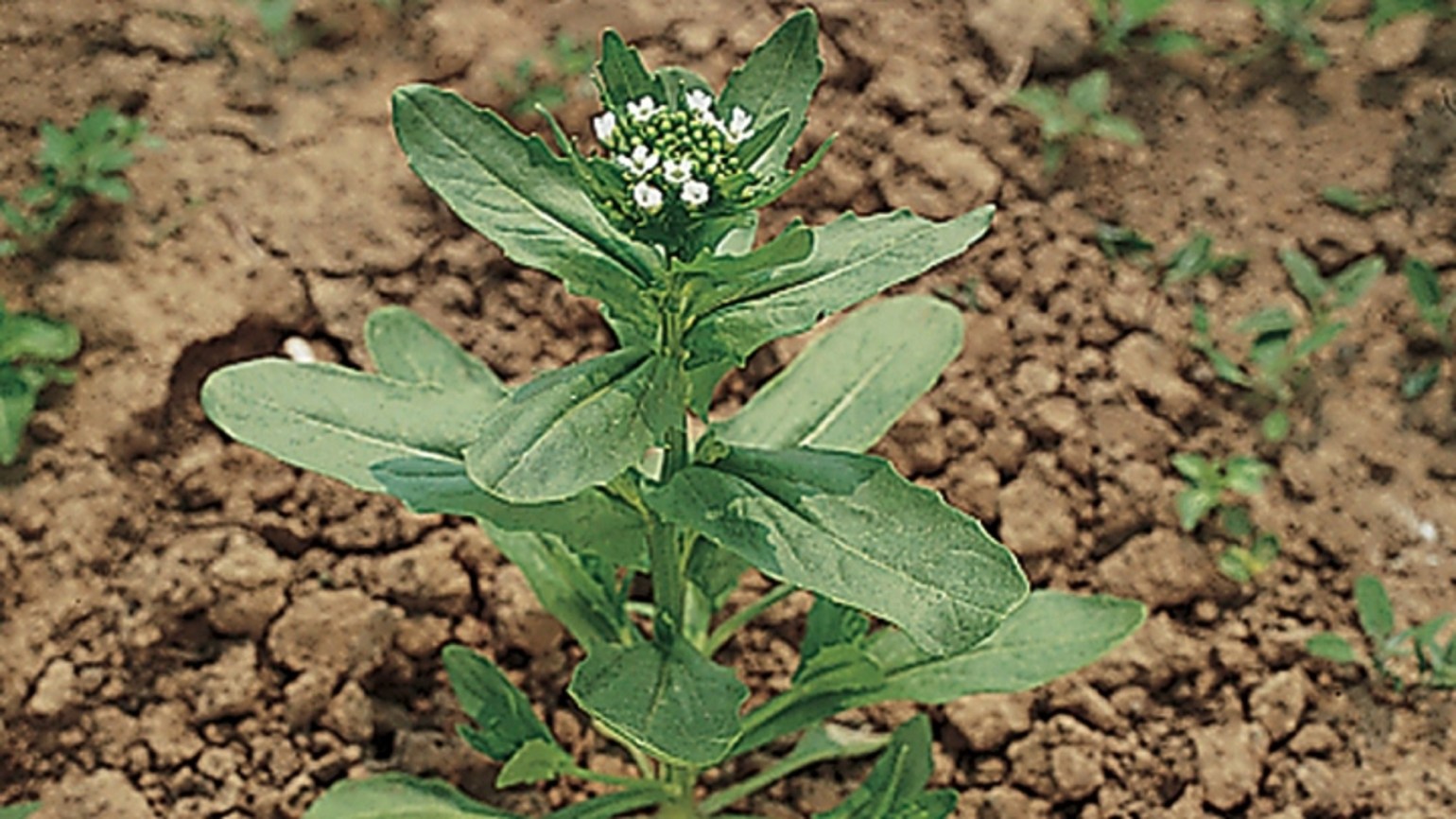 Field penny cress - Agricultural Solutions