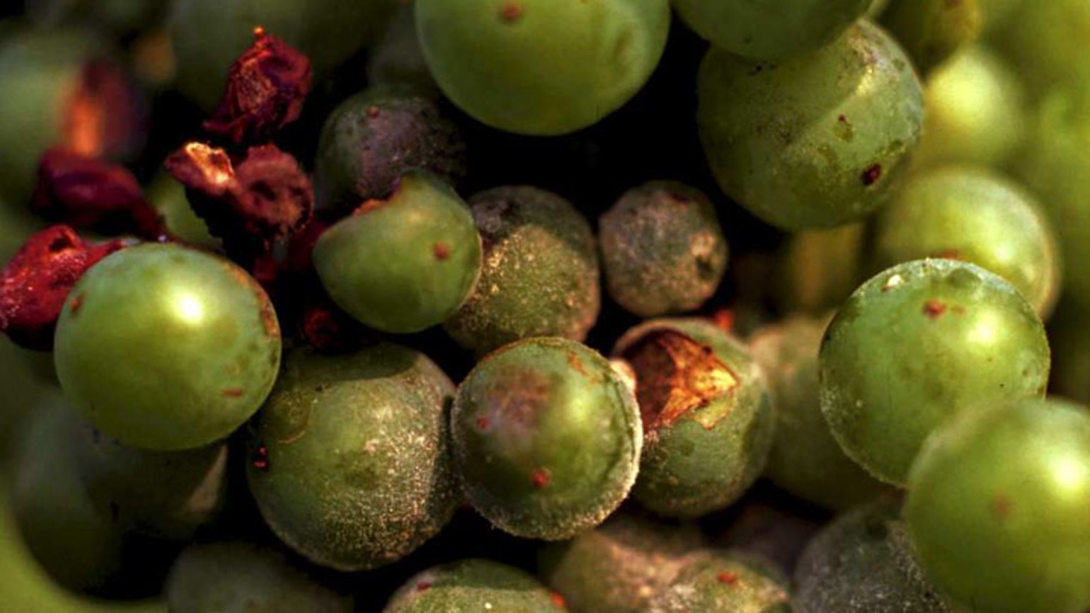 Powdery mildew (grapevine) - Agricultural Solutions