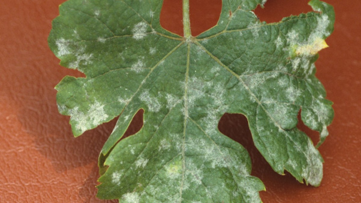 Powdery mildew (grapevine) - Agricultural Solutions