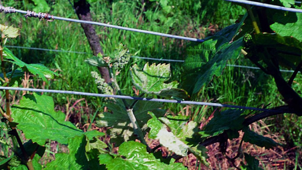 Powdery mildew (grapevine) - Agricultural Solutions