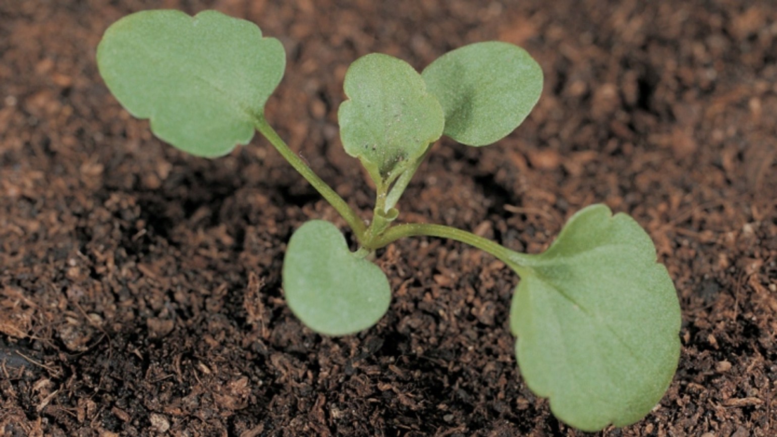 Field pansy - Agricultural Solutions